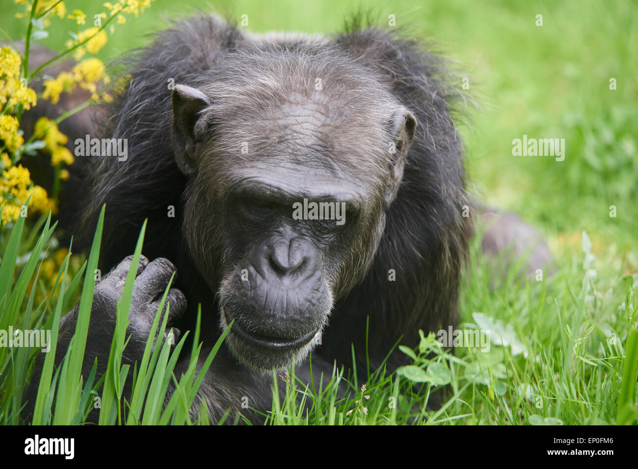 Chimpanzee Eating Grass Stock Photo - Alamy