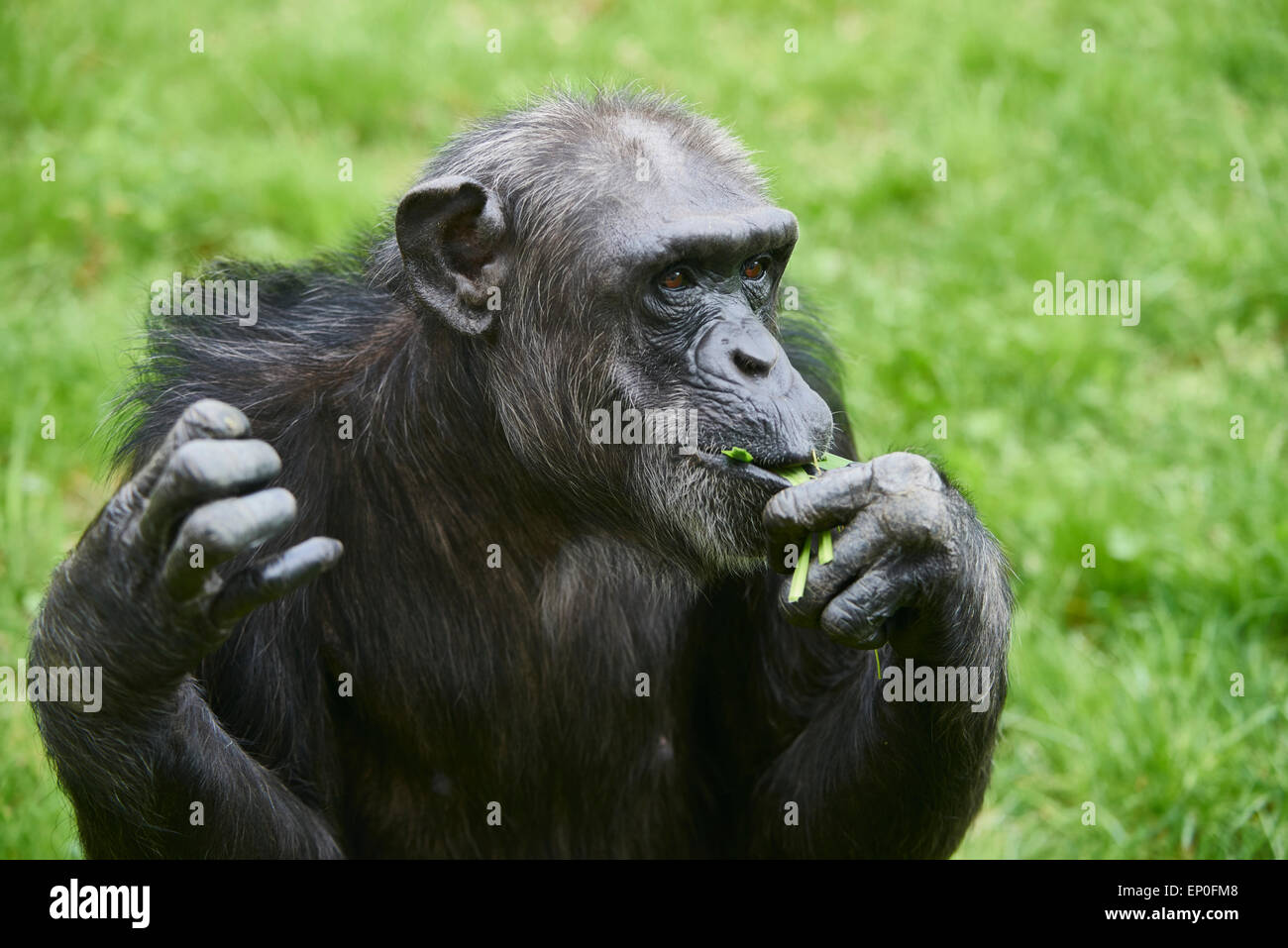 Chimpanzee Eating Grass Stock Photo - Alamy
