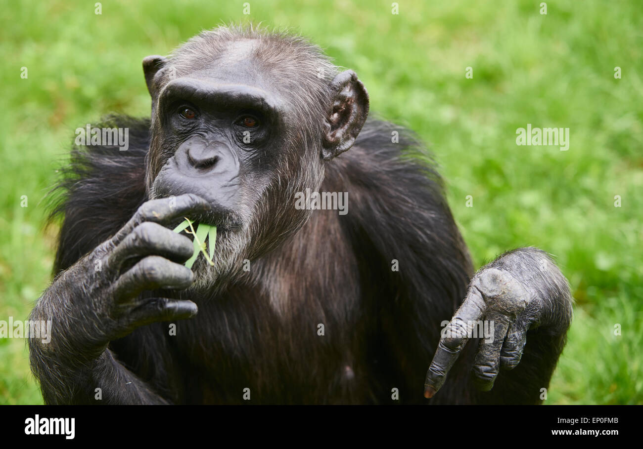 Chimpanzee Eating Grass Stock Photo - Alamy
