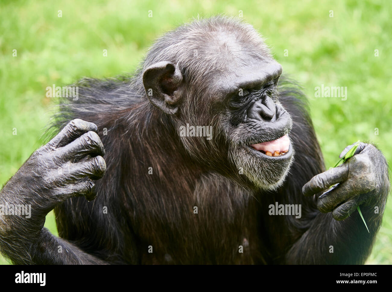 Chimpanzee Eating Grass Stock Photo - Alamy