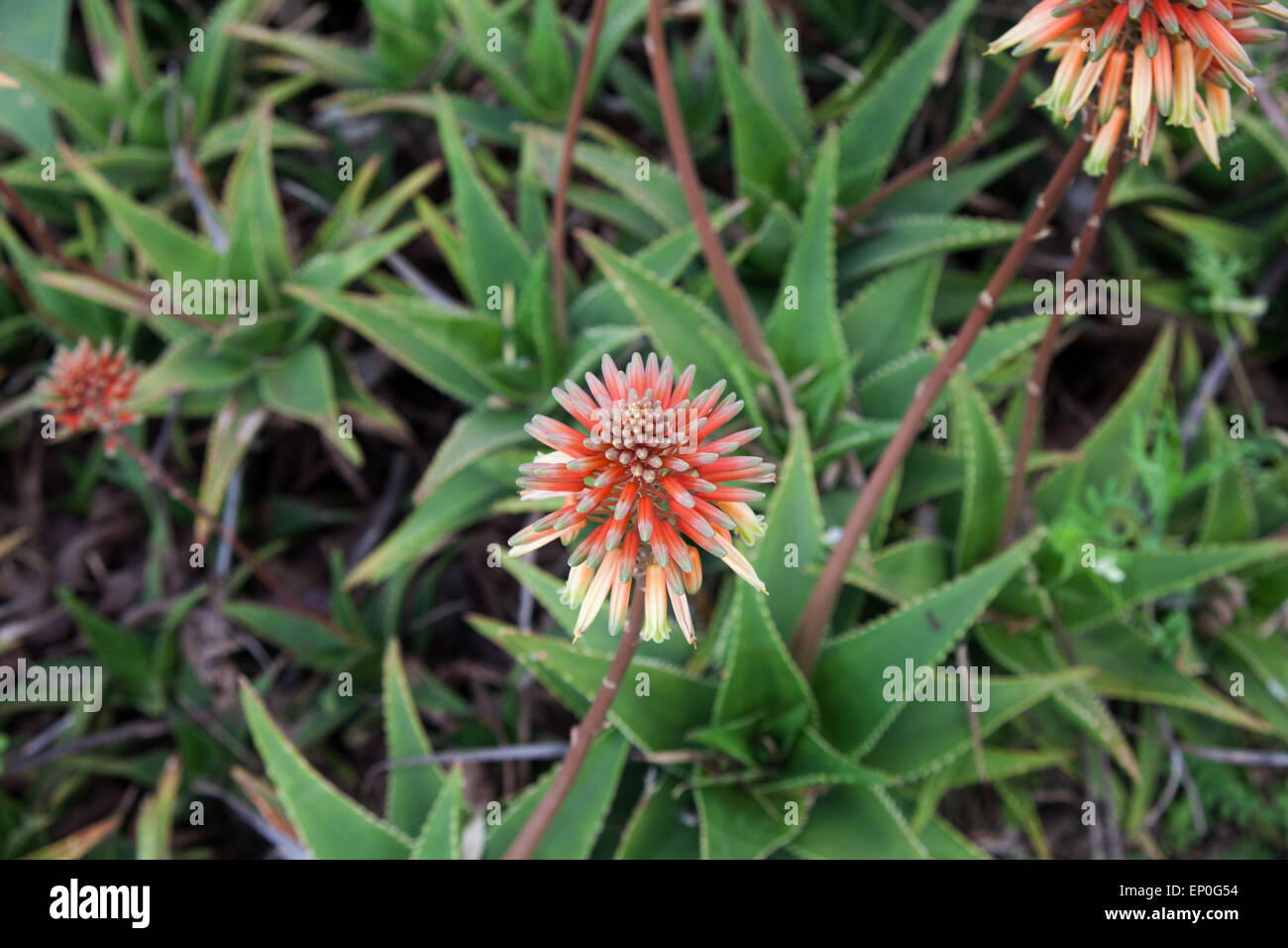 Aloe vera flowers red hi-res stock photography and images - Alamy