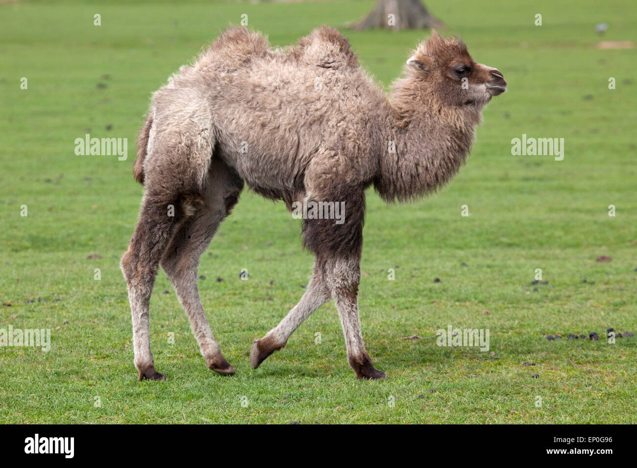 A young Bactrian Camel walking in a field Stock Photo - Alamy
