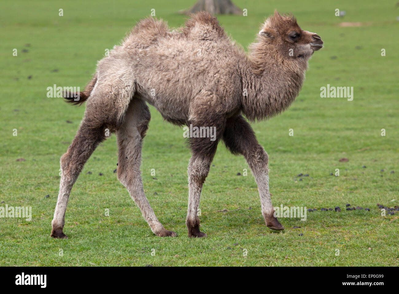 Bactrian camel young hi-res stock photography and images - Alamy