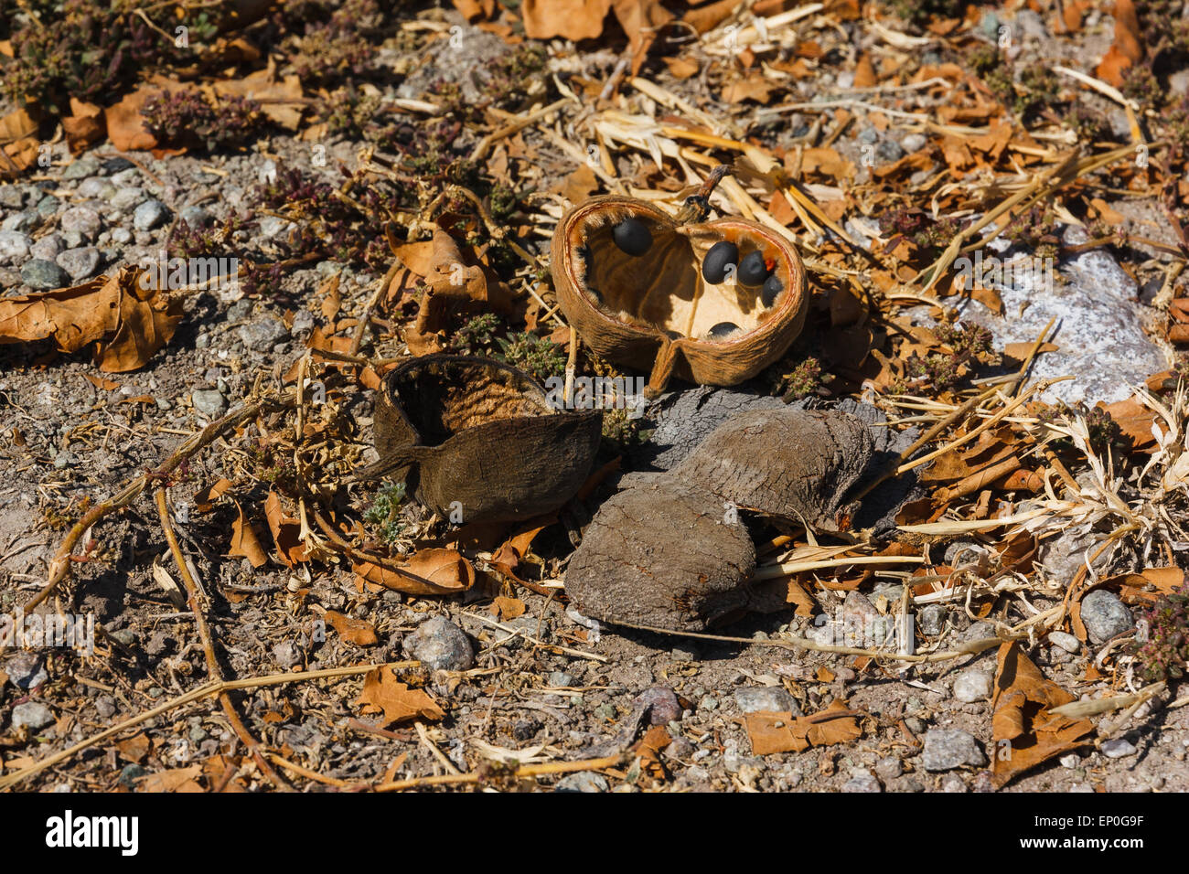 Baobab tree, fruit and seeds have fallen on the ground and are dry ...