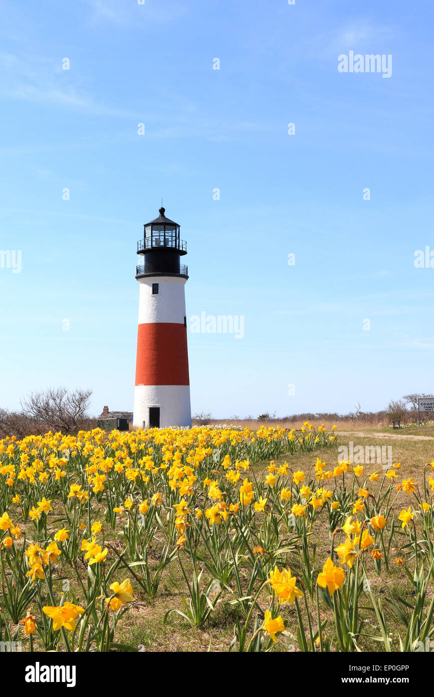 Nantucket lighthouse, light house, and daffodils at Sankaty head ...