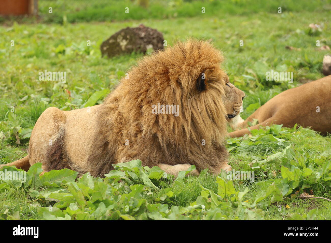 Lion Huge Proud Male Stock Photo - Alamy