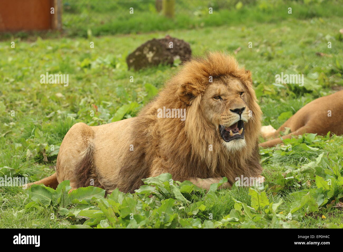 Lion Huge Proud Male Stock Photo - Alamy