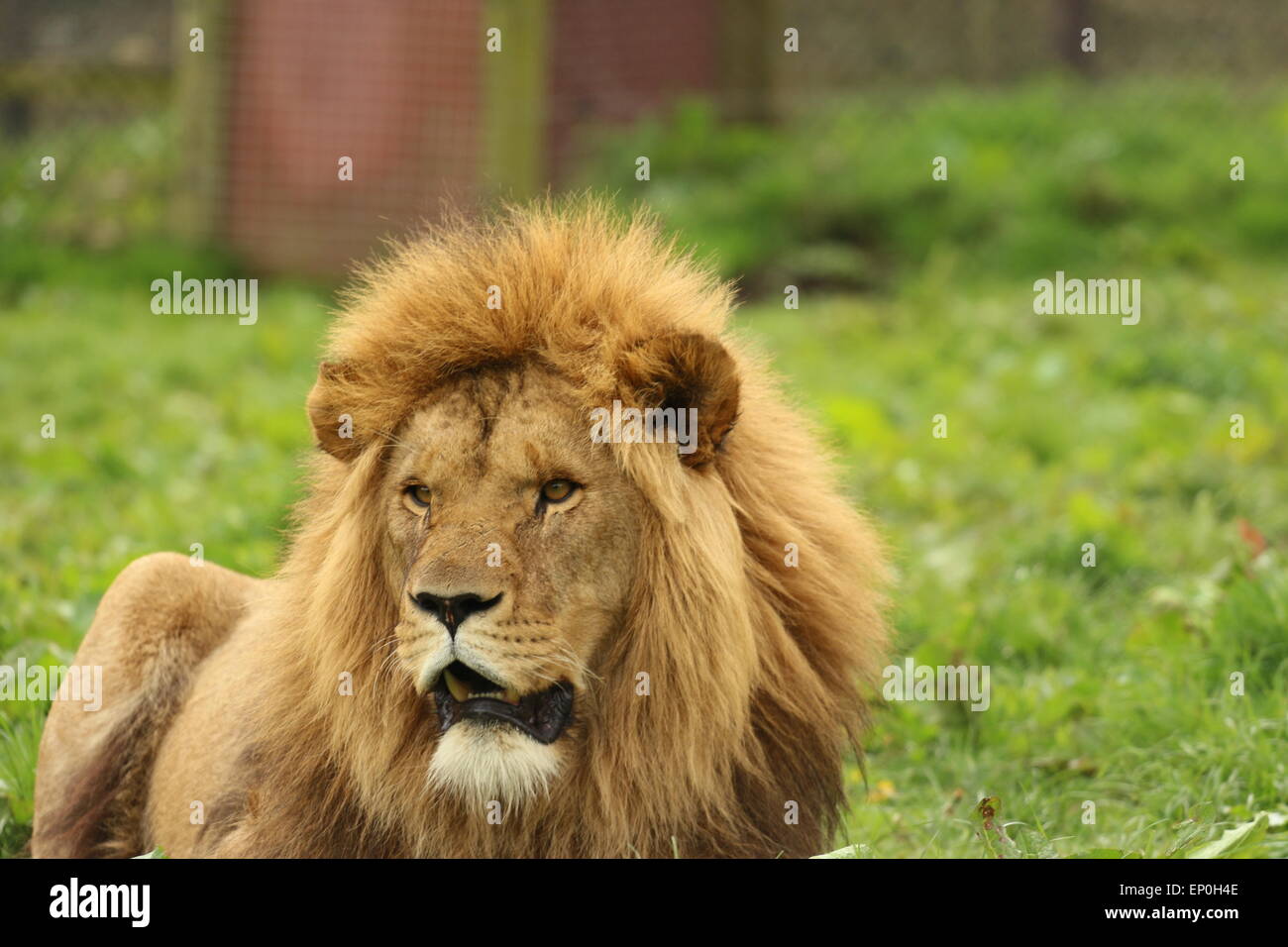 Huge lion hi-res stock photography and images - Alamy