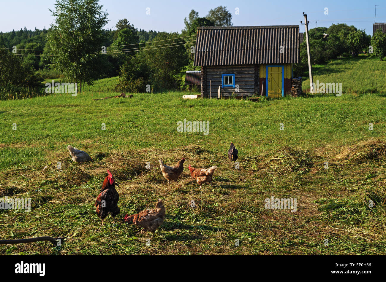 Hens in the rural yard Stock Photo - Alamy