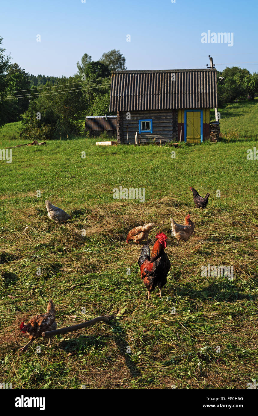 Hens in the rural yard Stock Photo - Alamy
