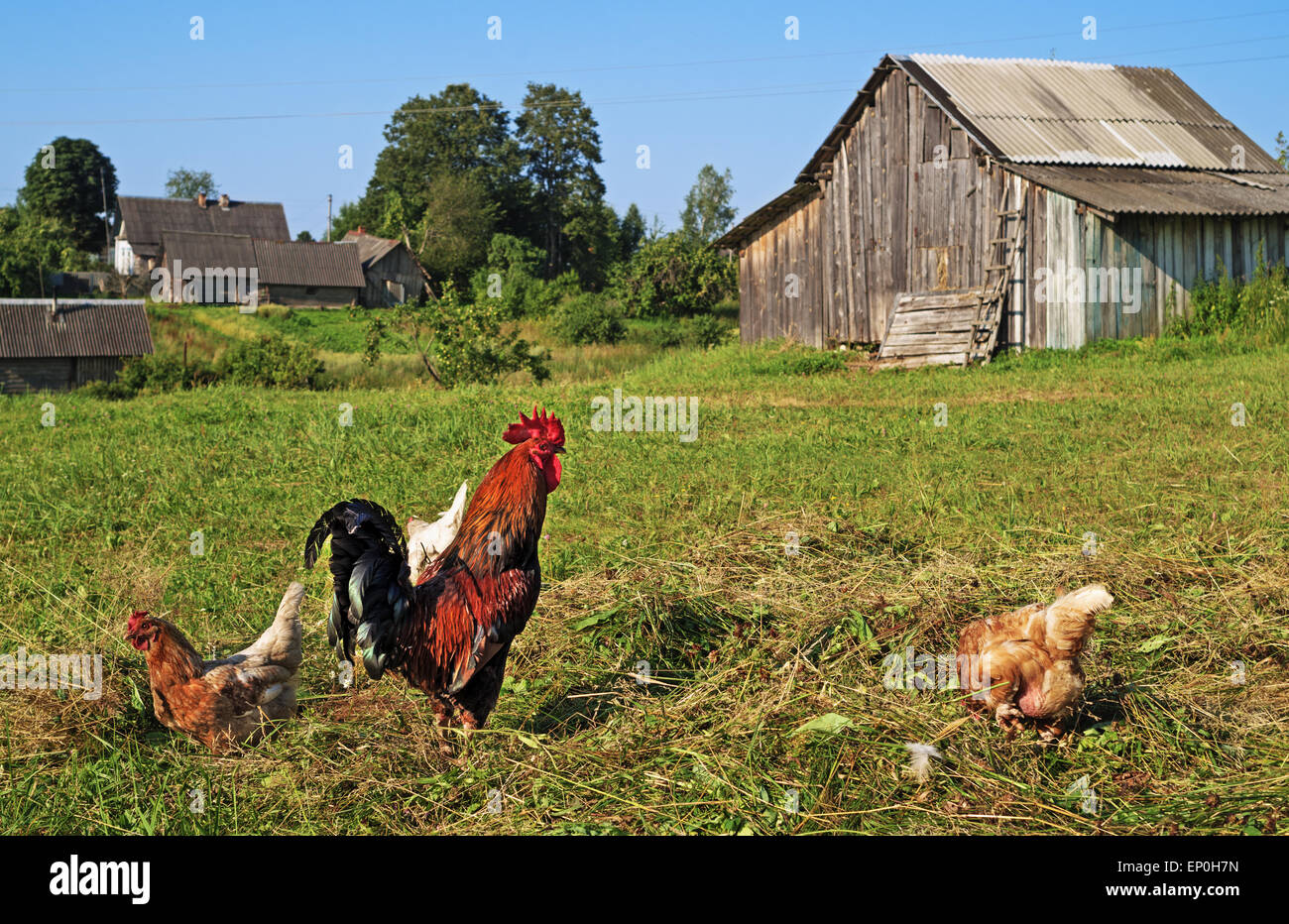 Hens in the rural yard Stock Photo - Alamy