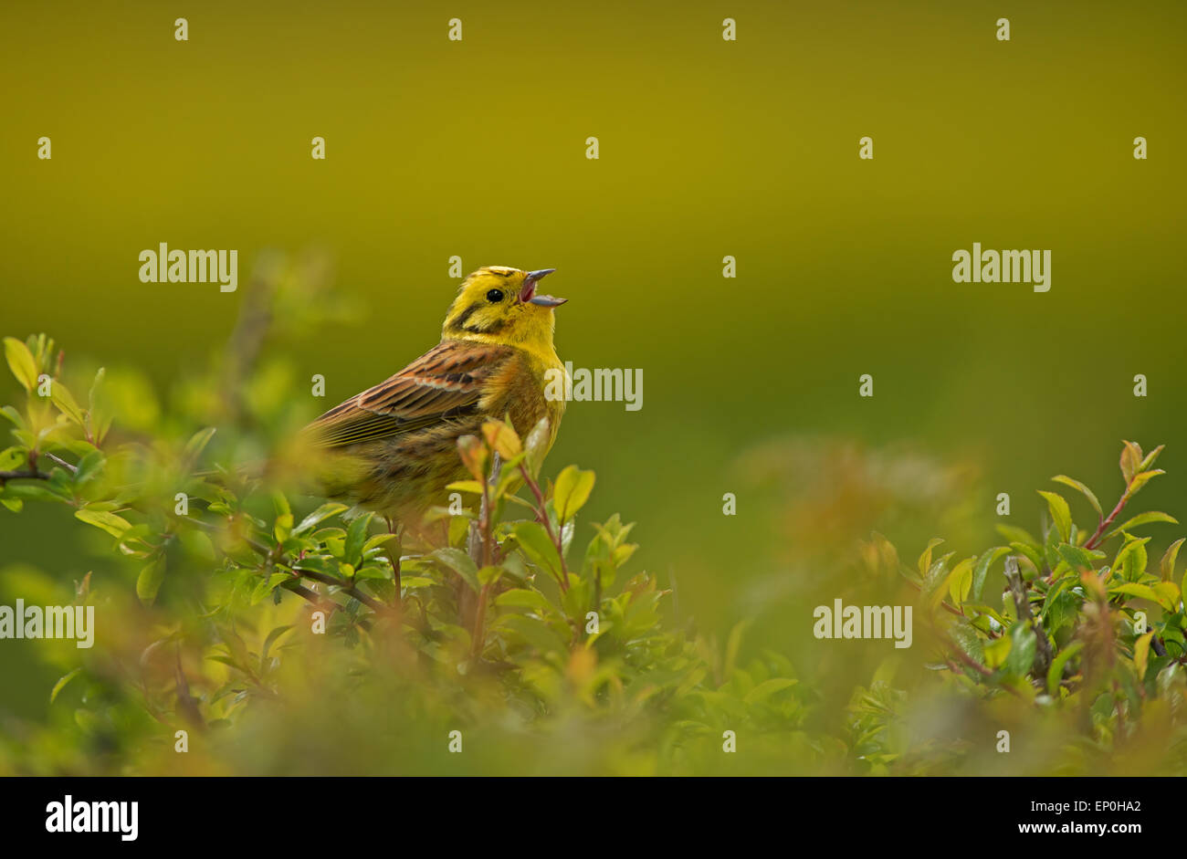 Male Yellowhammer-Emberiza citrinella in song. Spring. Uk Stock Photo ...