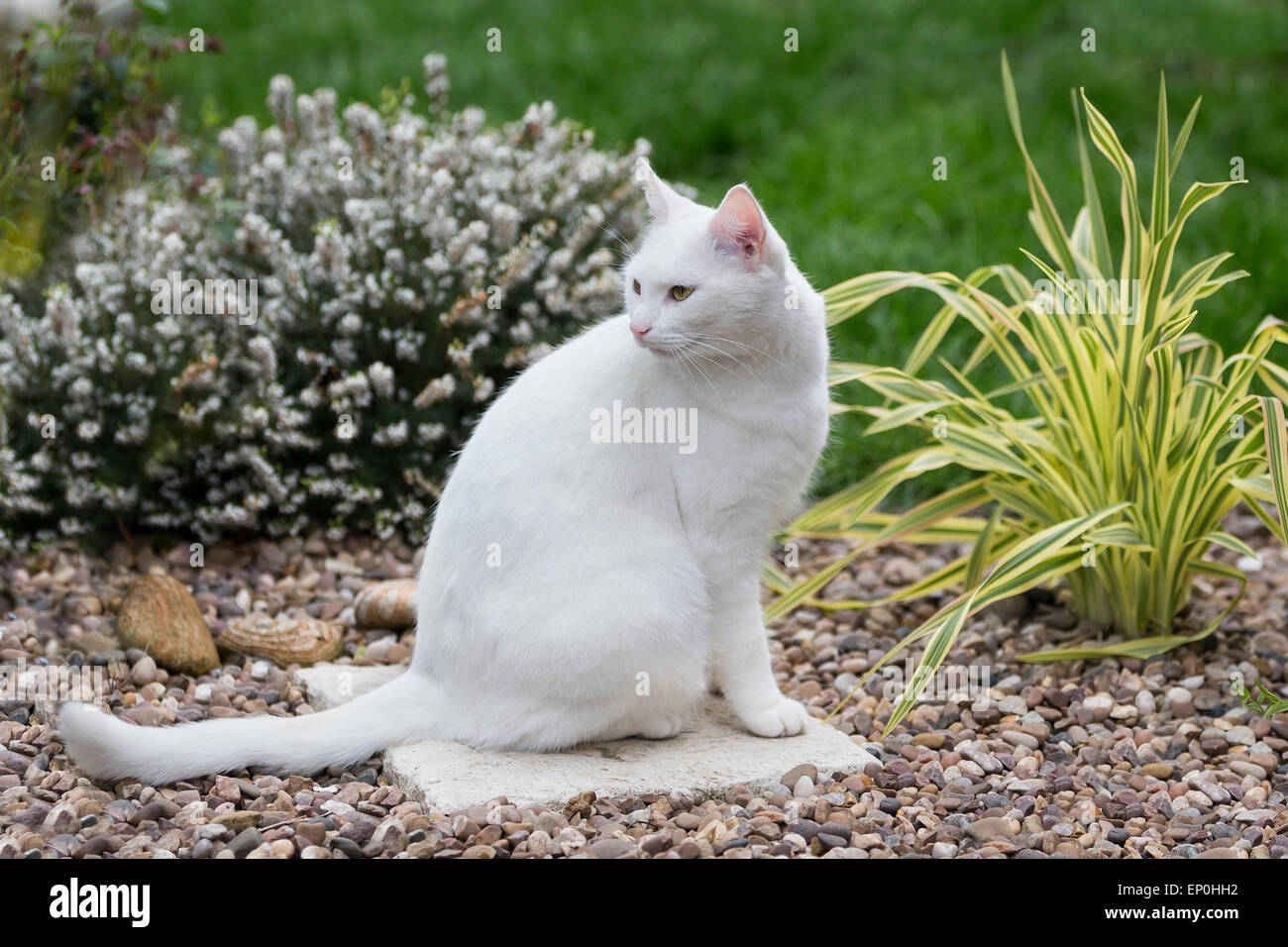 White cat sitting on a paving slab in a garden, turning around and ...
