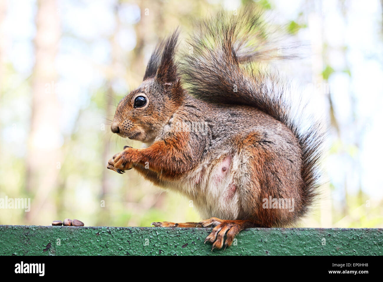 Female squirrel nuts hi-res stock photography and images - Alamy