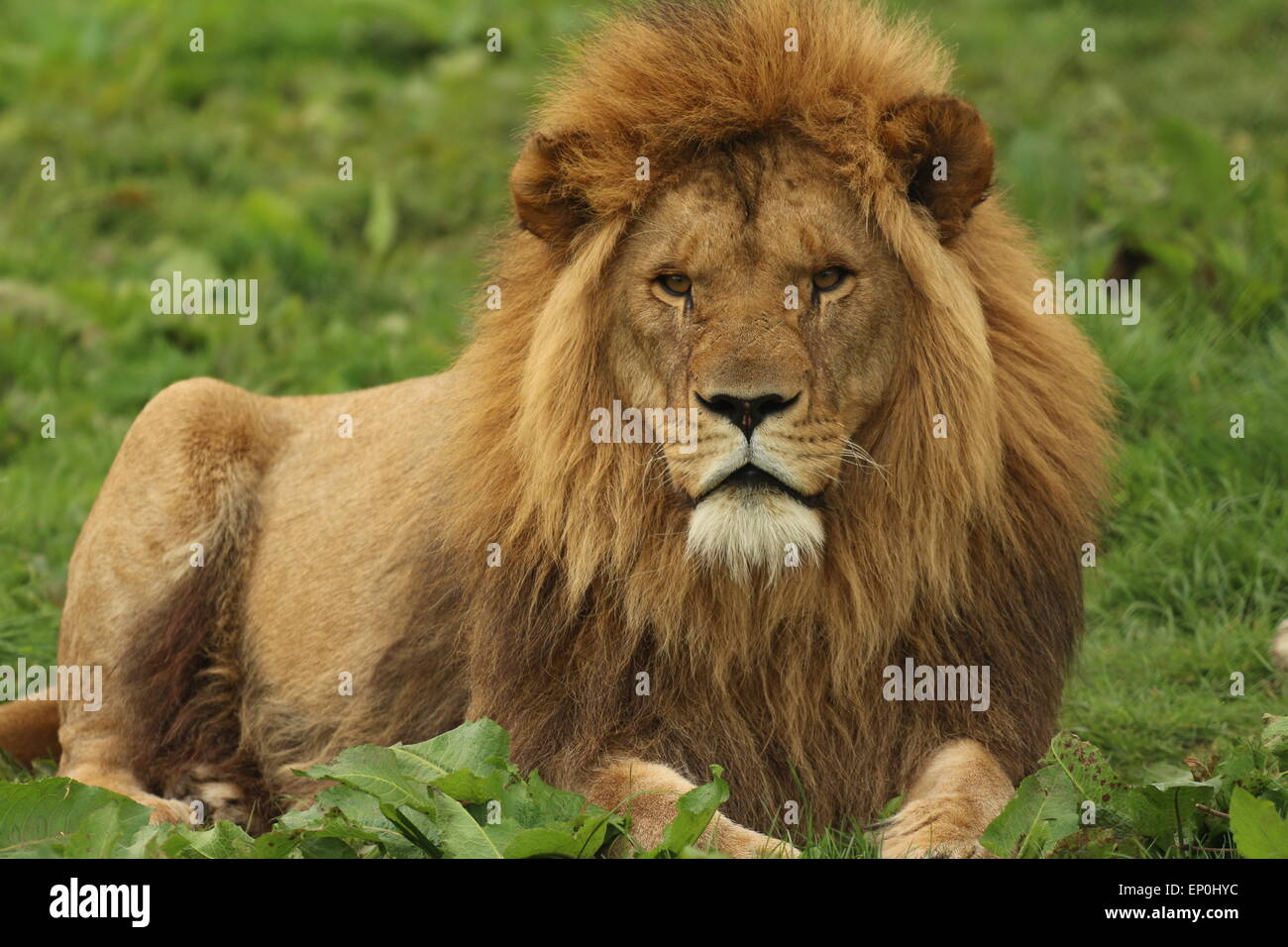 Lion Huge Proud Male Stock Photo - Alamy