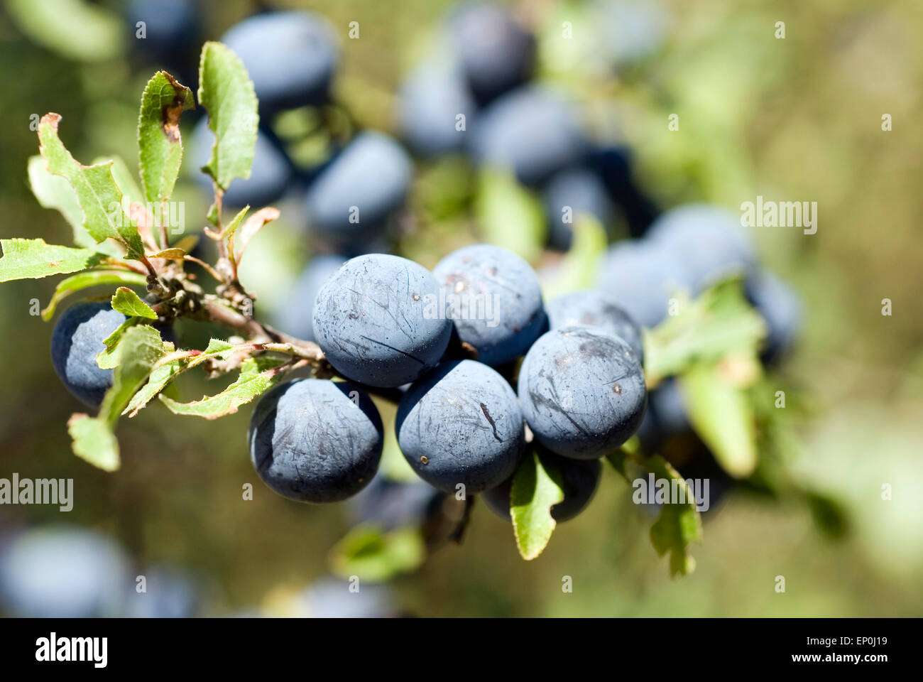 Sloe berries hi-res stock photography and images - Alamy