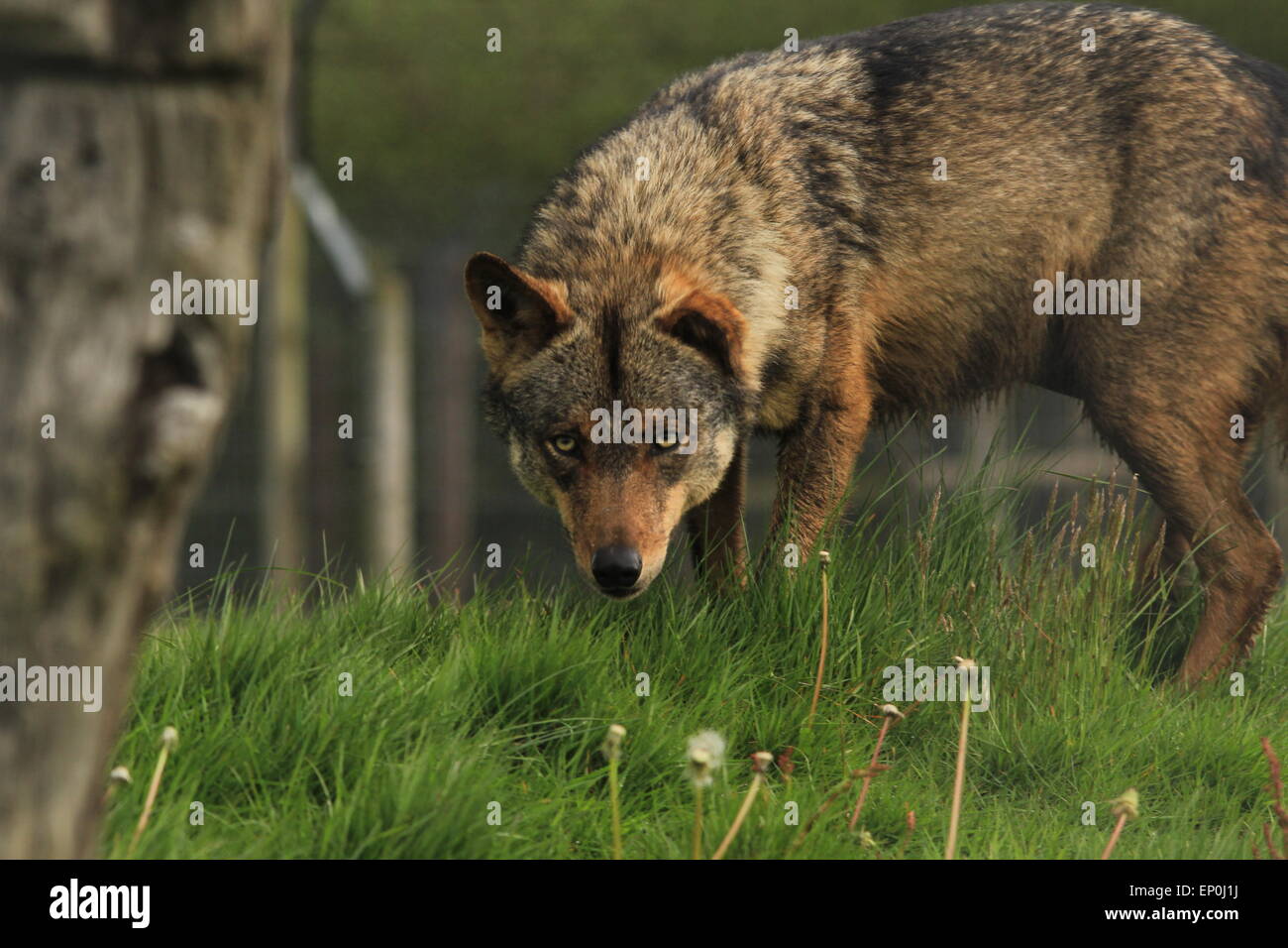 Wild wolf hi-res stock photography and images - Alamy