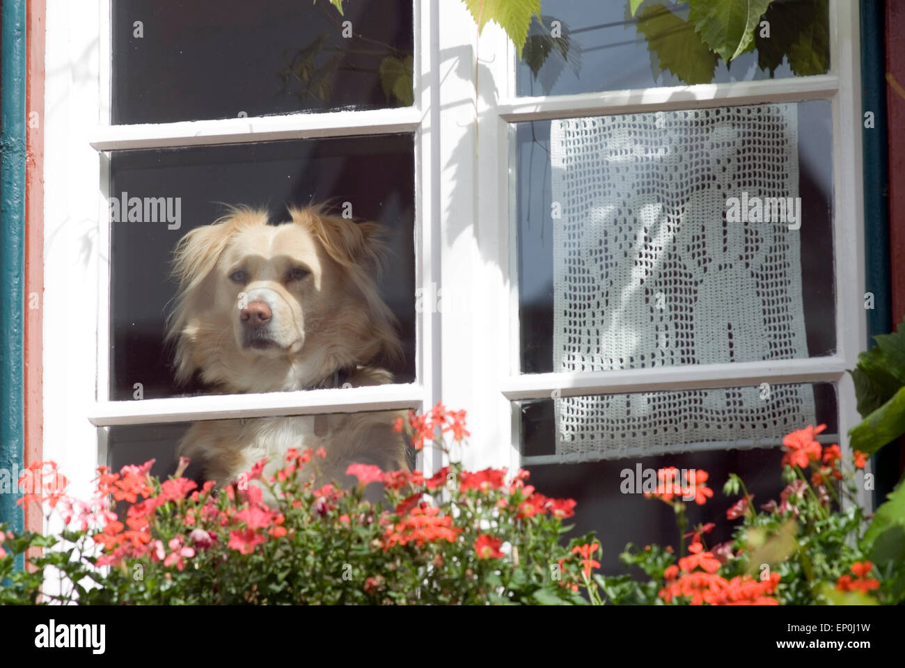 Dog looking out of the window Stock Photo - Alamy