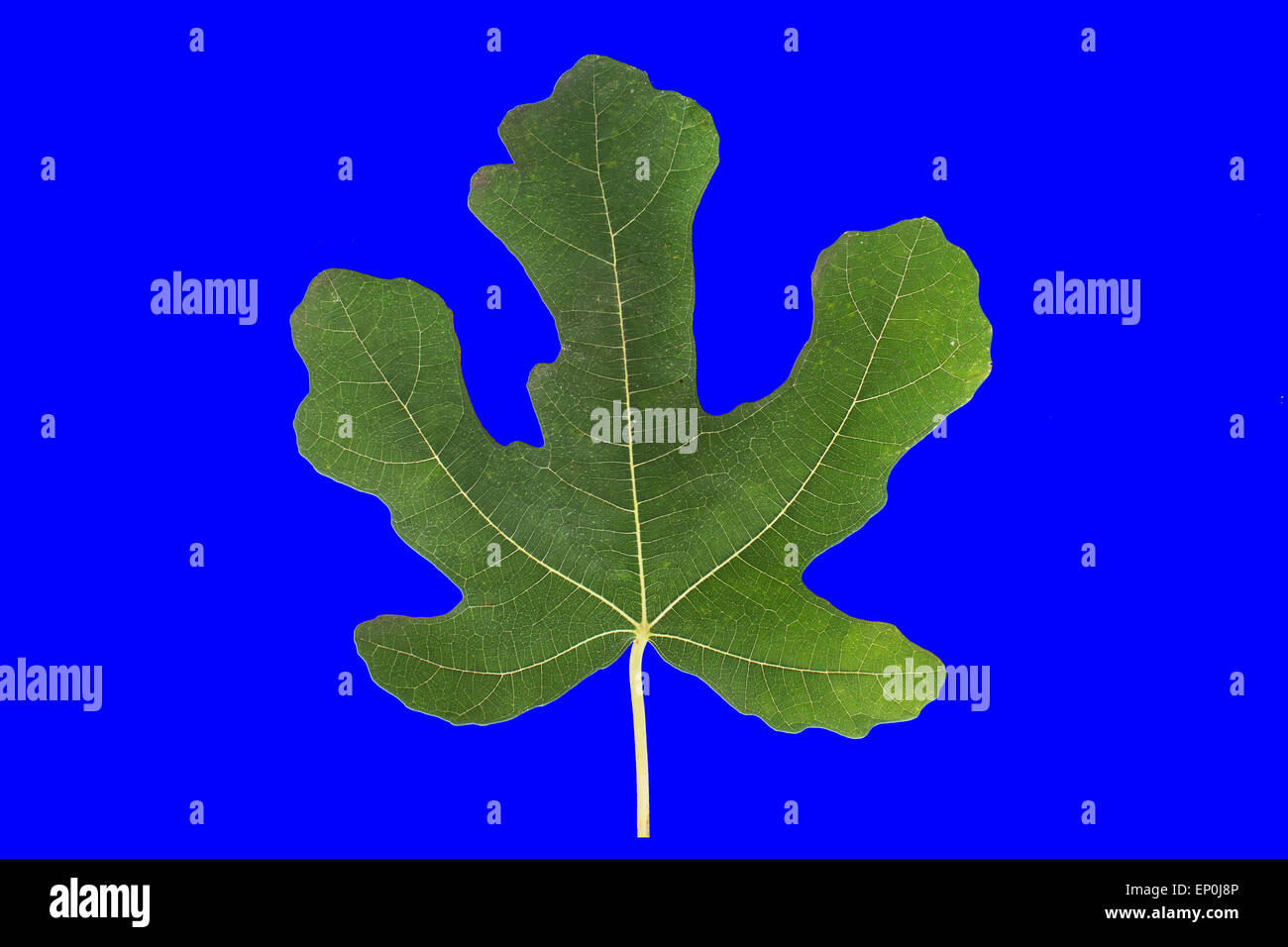 Tree on chroma key hi-res stock photography and images - Alamy