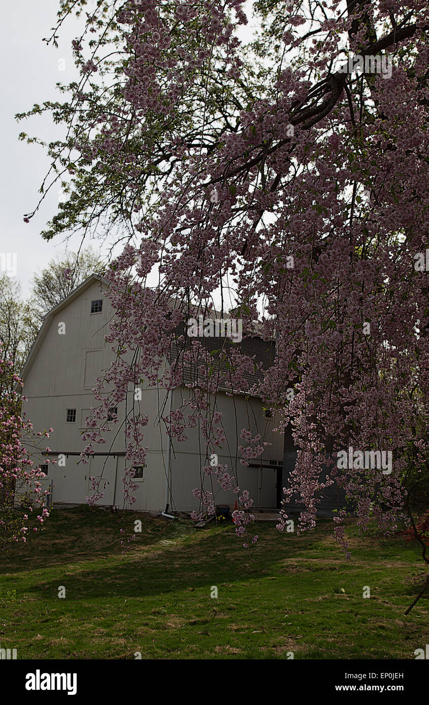 Cherry blossom draped in front of vintage barn in rural Connecticut ...