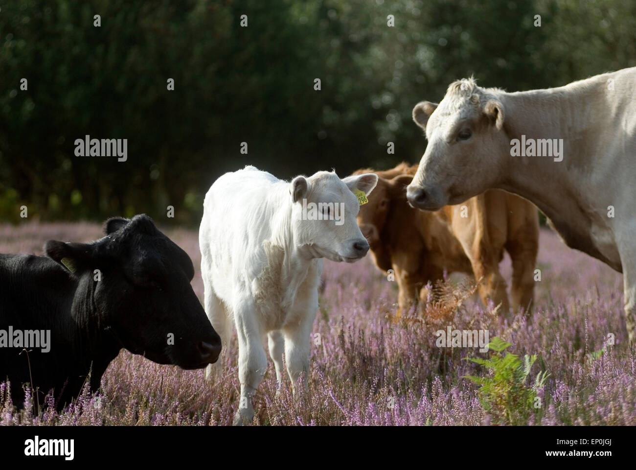 Cows in New Forest, Dorset, Great Britain, Europe Stock Photo - Alamy