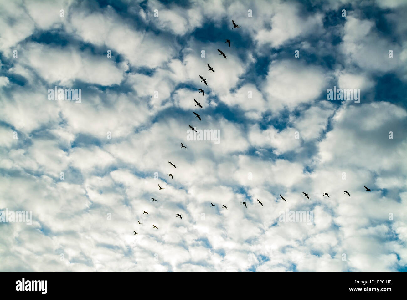 Graylag geese (Anser anser) flying in loose V formation Stock Photo - Alamy