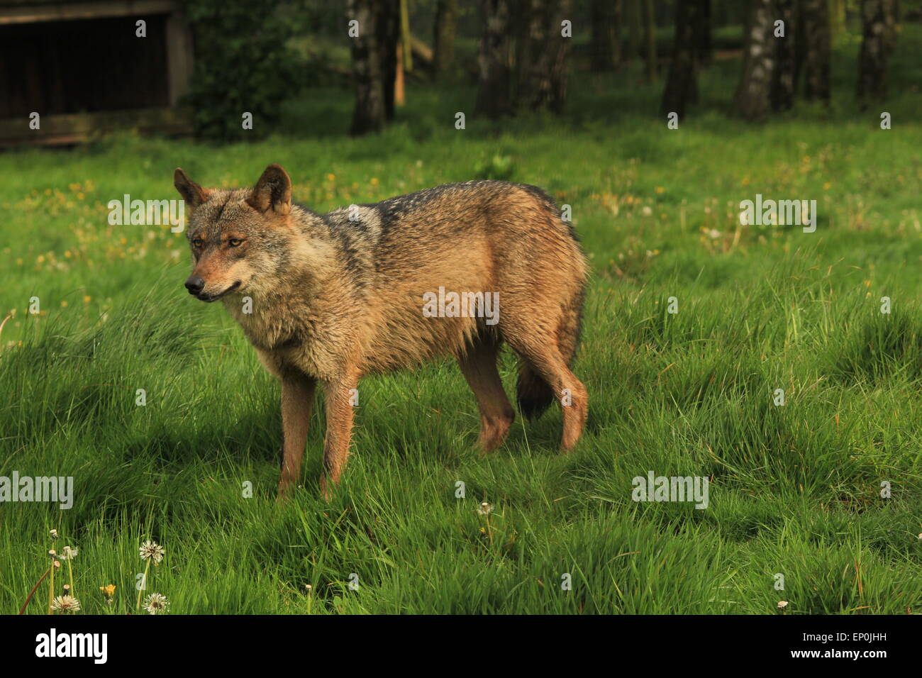 Captive Wolf High Resolution Stock Photography and Images - Alamy