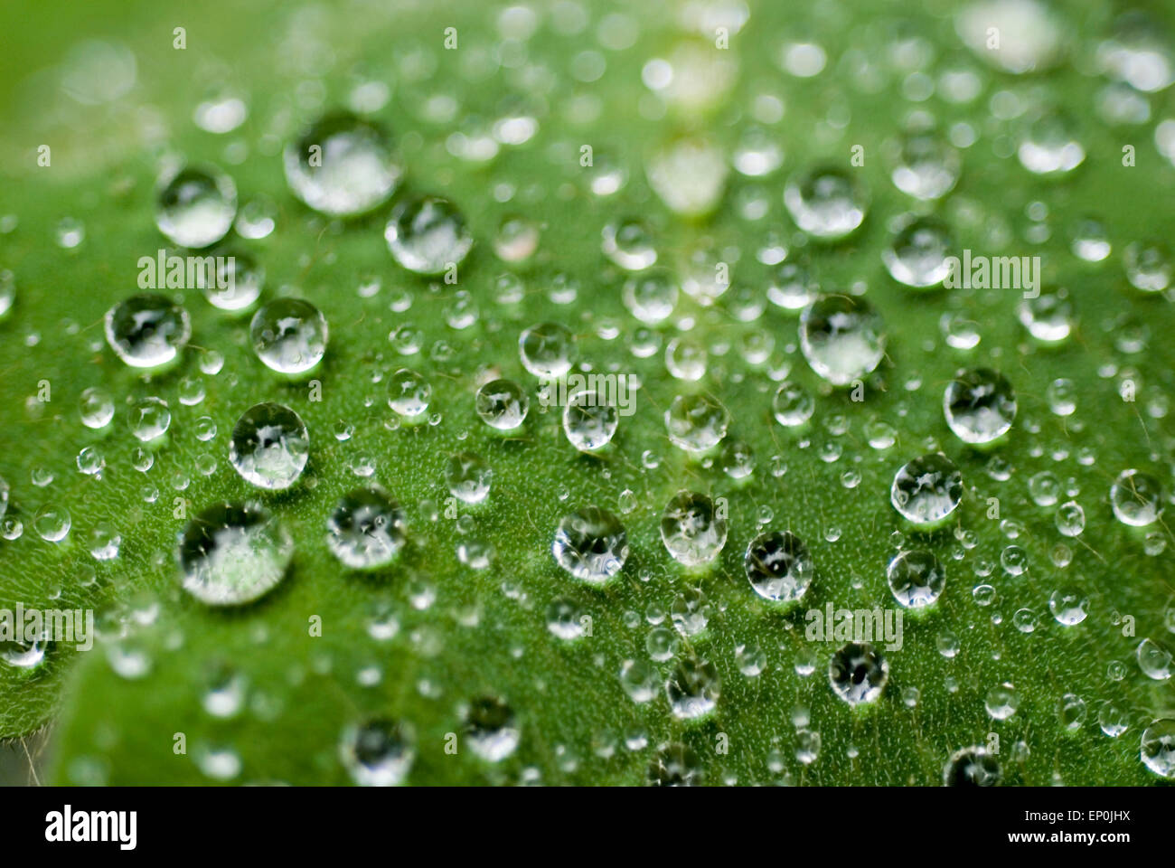 Dropping water leave hi-res stock photography and images - Alamy
