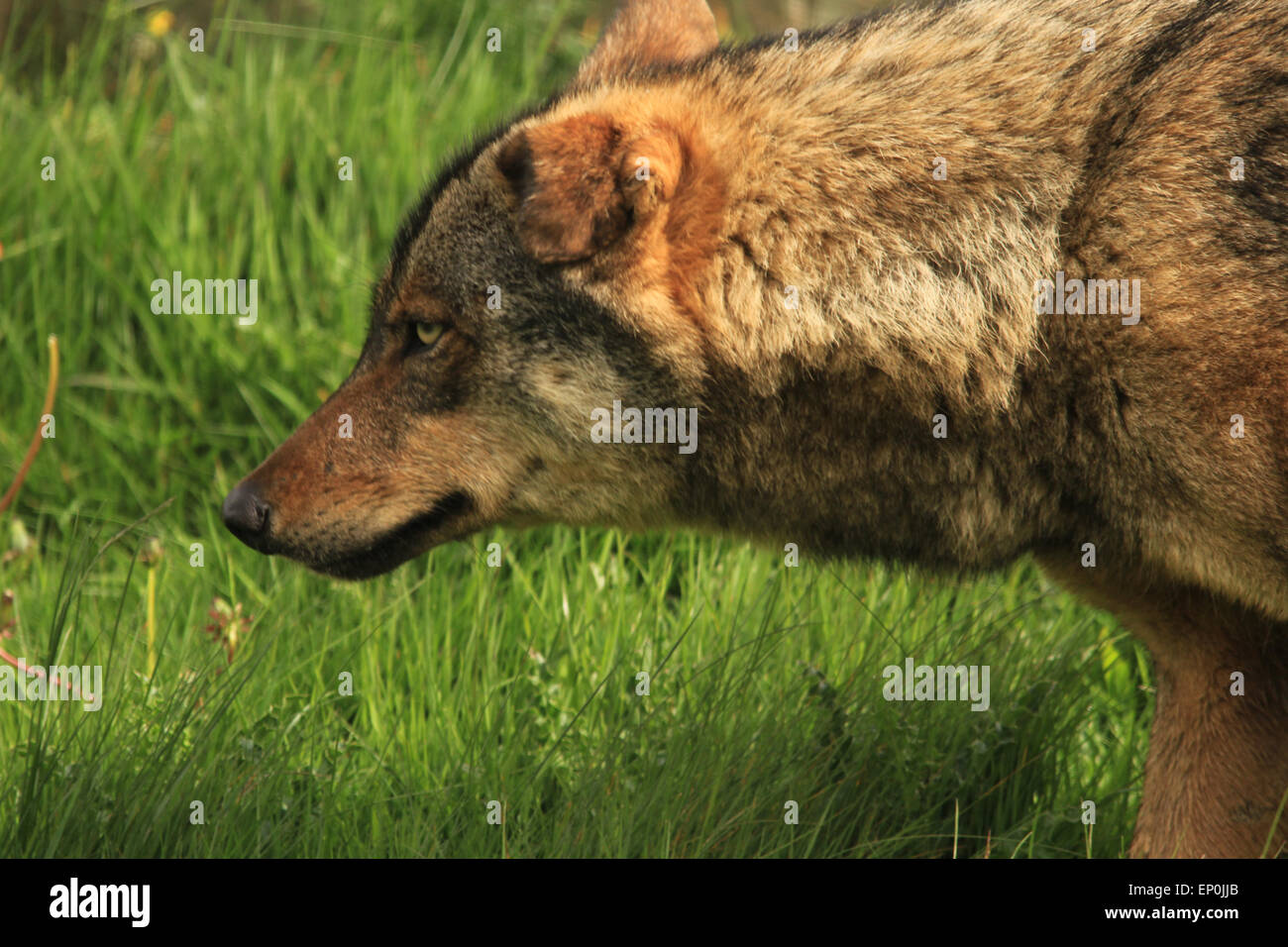 Wild wolf hi-res stock photography and images - Alamy