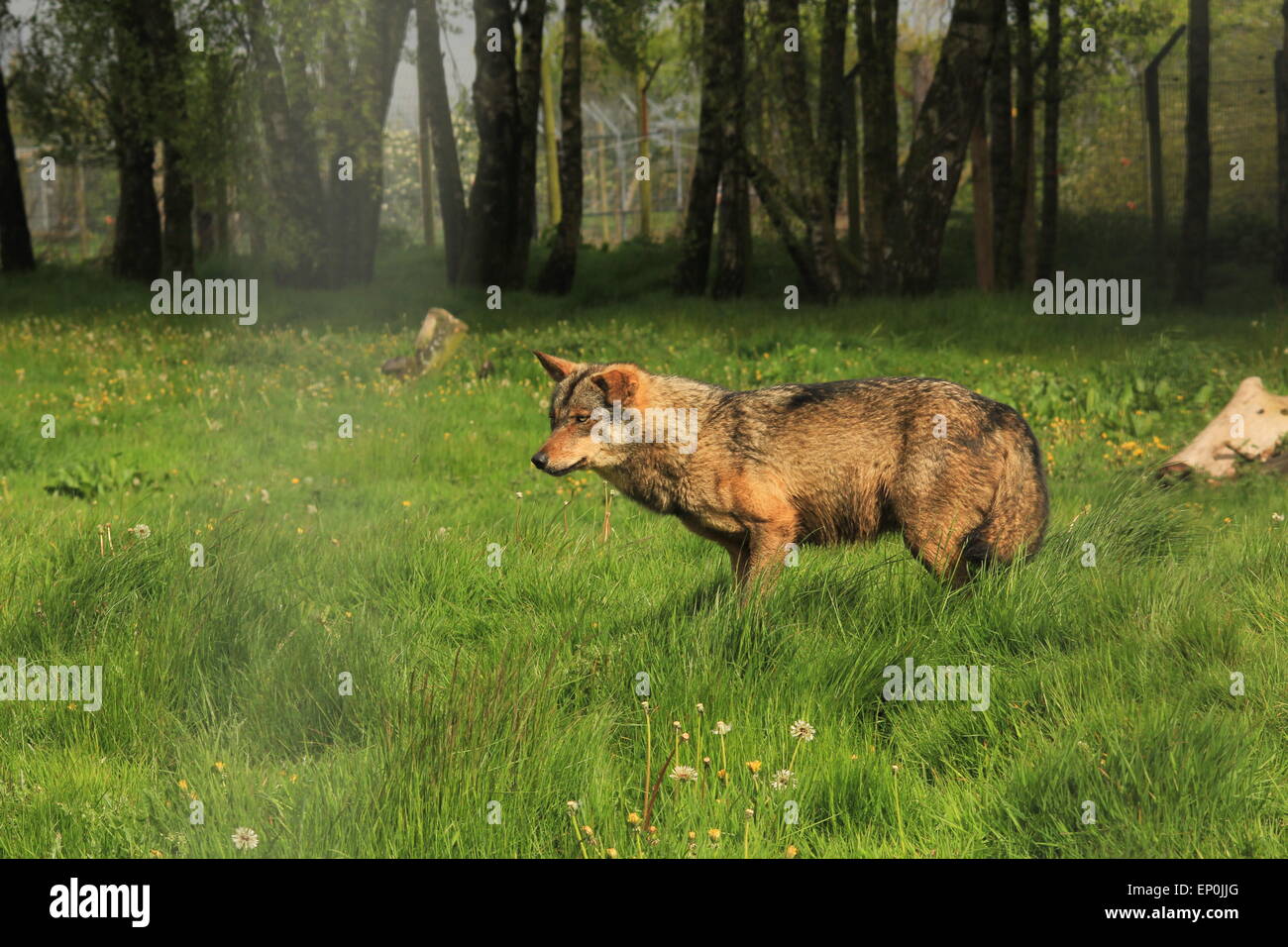 Captive Wolf High Resolution Stock Photography and Images - Alamy