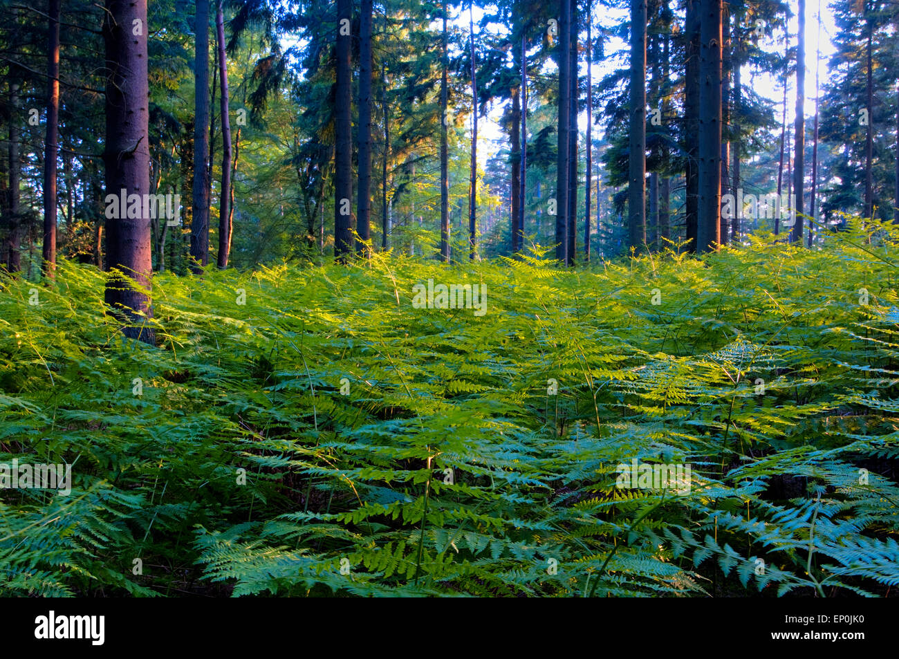 Fern plants in conifer forest hi-res stock photography and images - Alamy