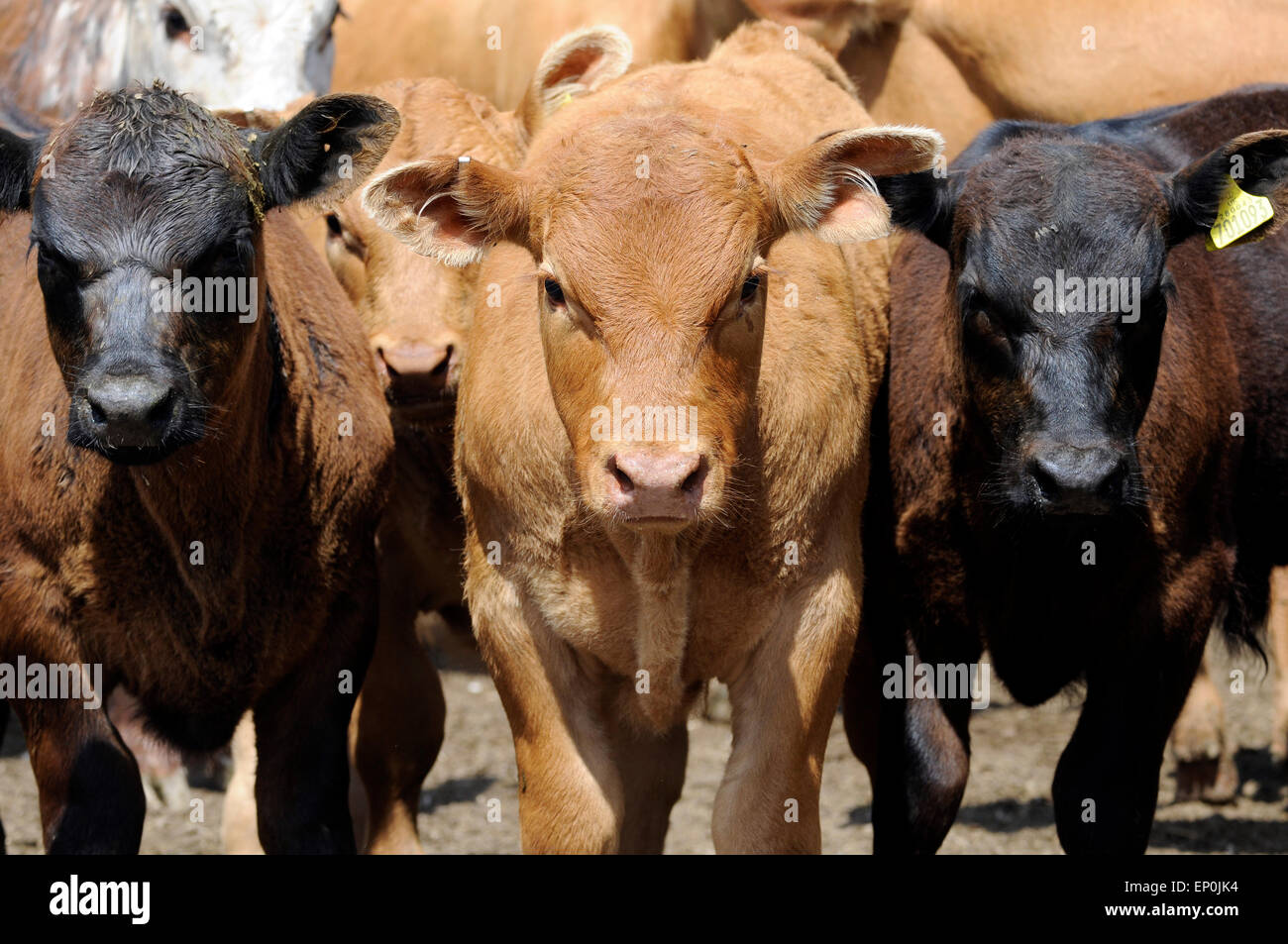 Cows on farm England Europe Stock Photo - Alamy