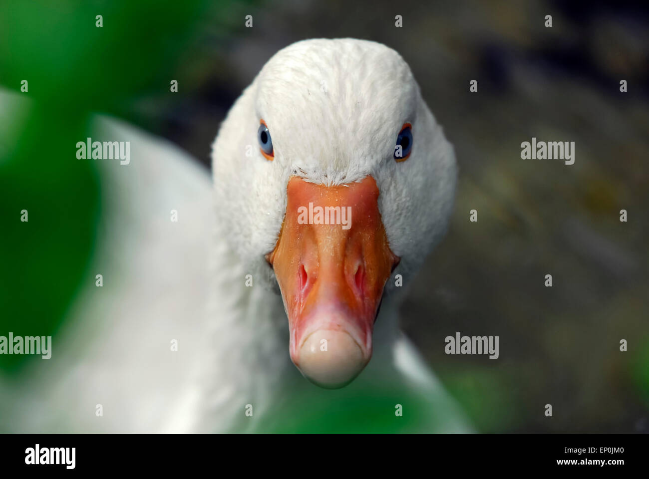 White Domestic goose (Anser anser) one white looking in camera Stock ...