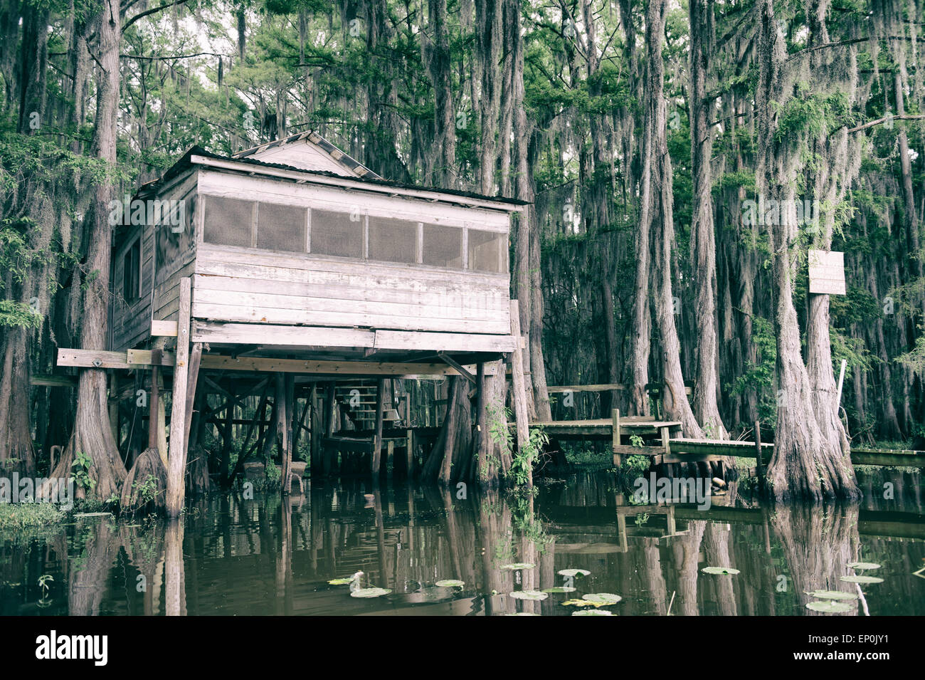 Old Cabin Swamp Scenes