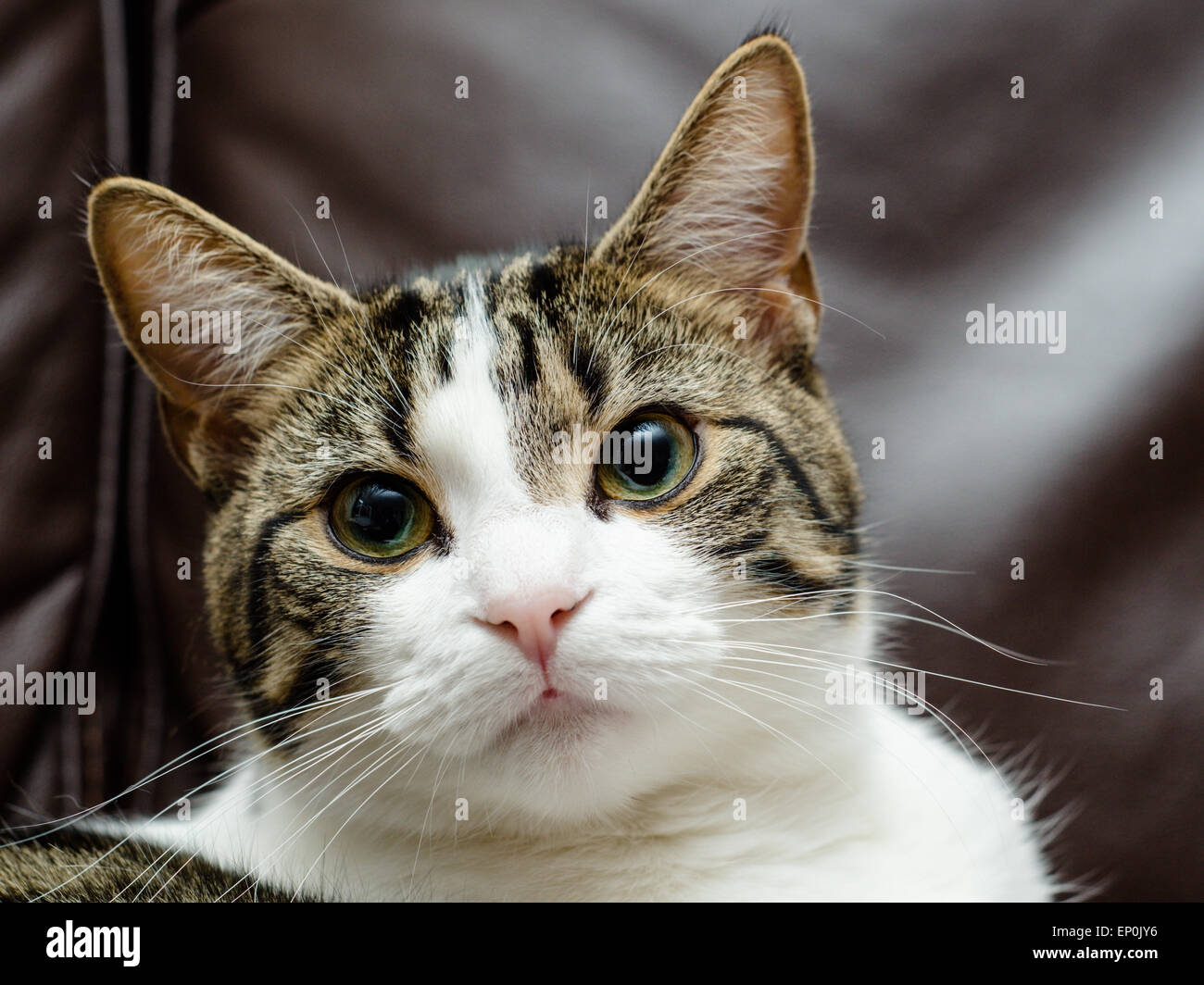 Tortoiseshell cat full face brown background Stock Photo - Alamy