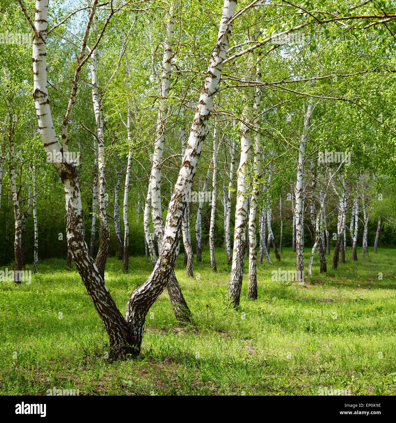 Birch trees in spring Stock Photo - Alamy