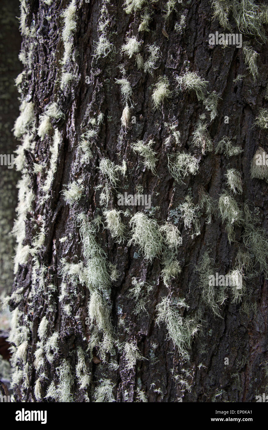 Old mans beard tree hi-res stock photography and images - Alamy