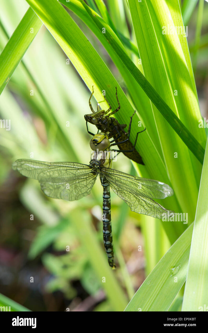 Darner dragonfly hi-res stock photography and images - Alamy