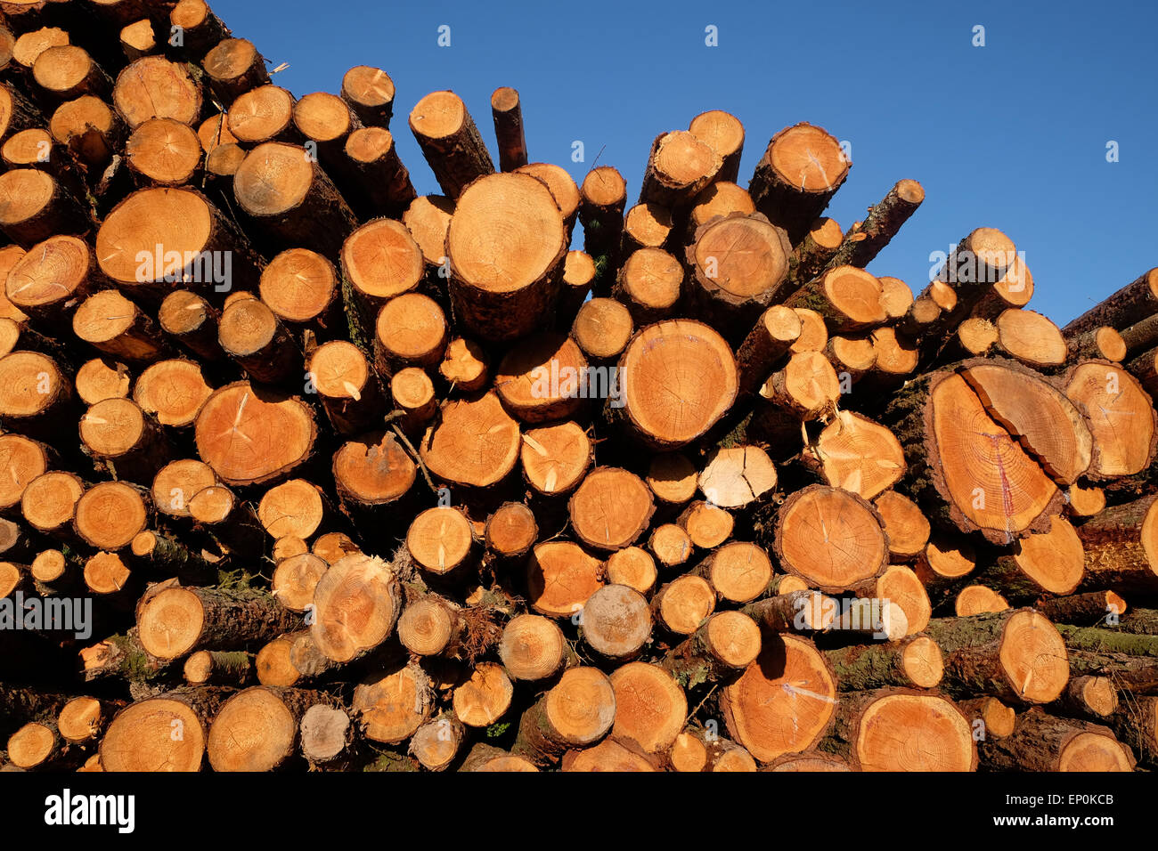 Logs a large pile stack of cut pine wood tree logs stacked in a field ...