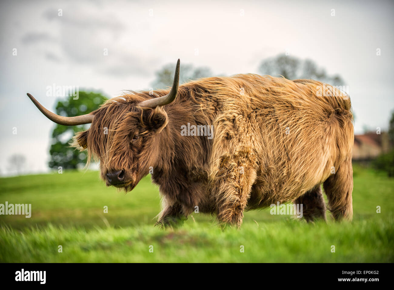Highland cow windy hi-res stock photography and images - Alamy
