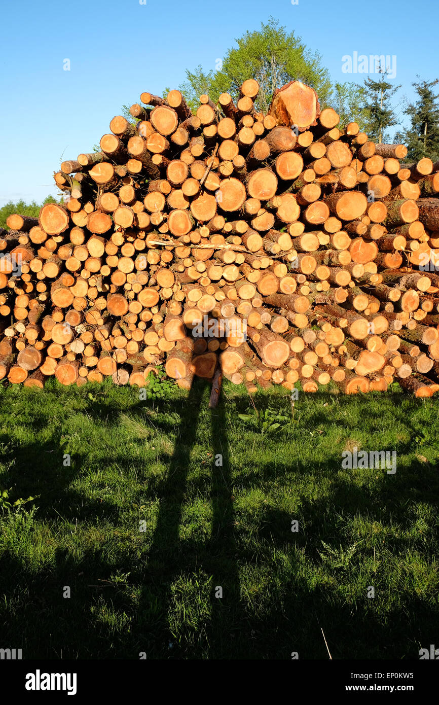 Pine wood stack hi-res stock photography and images - Alamy