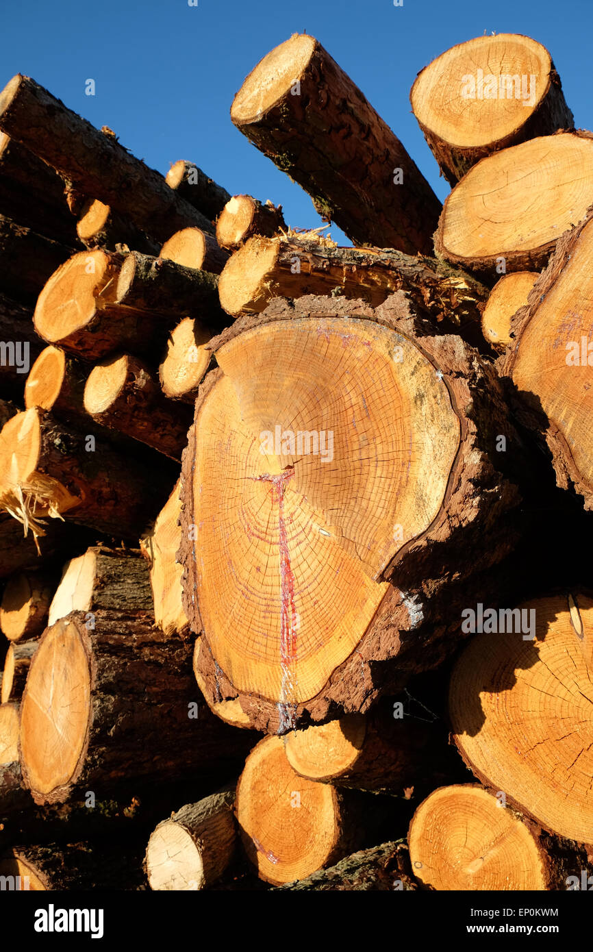 Logs a large pile stack of cut wood tree logs stacked in a field in ...
