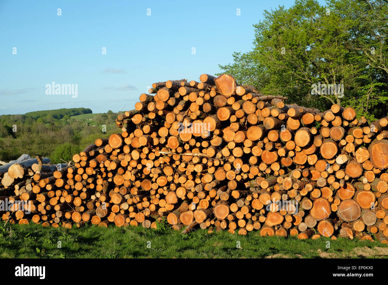 Logs a large pile stack of cut wood pine tree logs stacked in a field ...