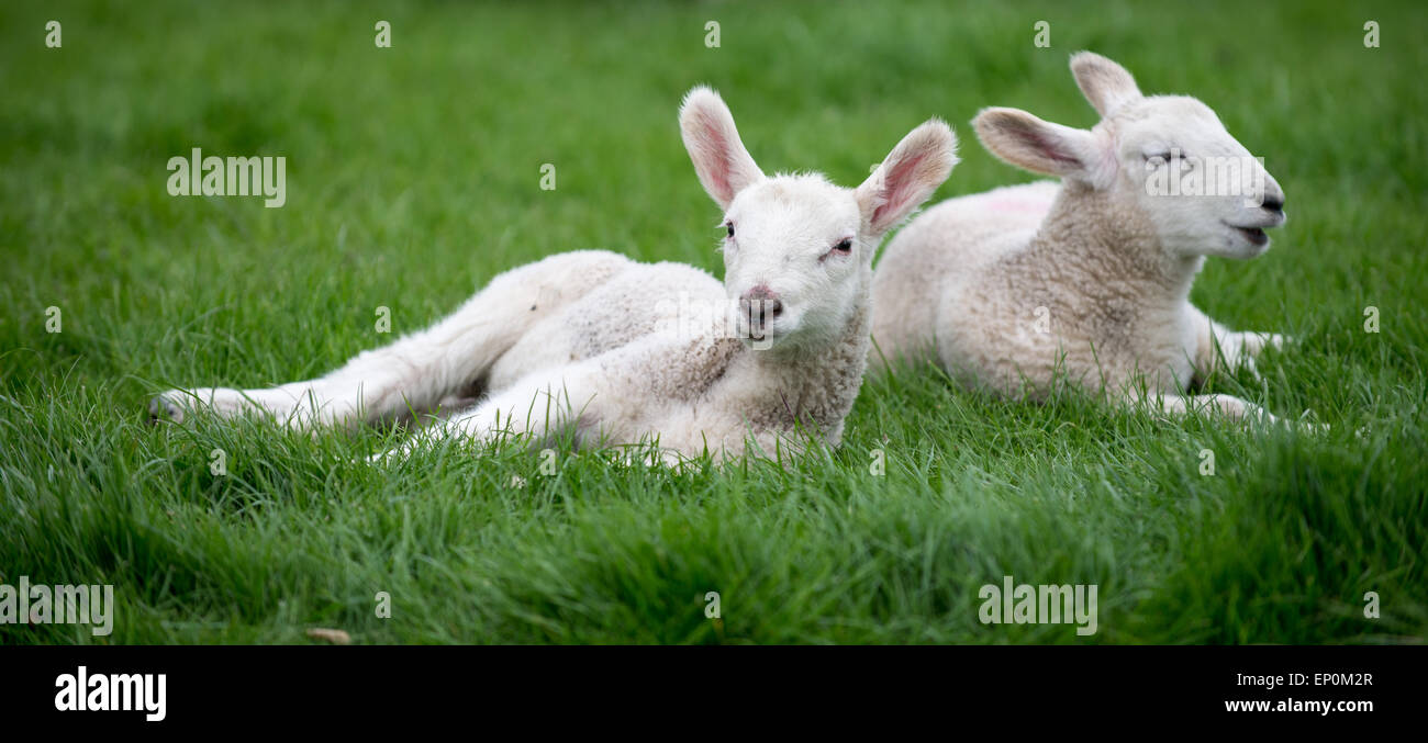 Spring lambs laying in a green field relaxing Stock Photo - Alamy