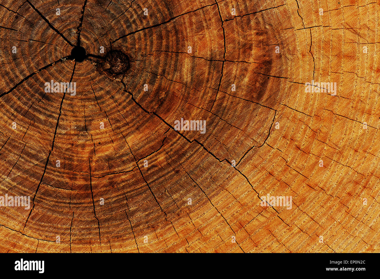 Poplar wood texture hi-res stock photography and images - Alamy