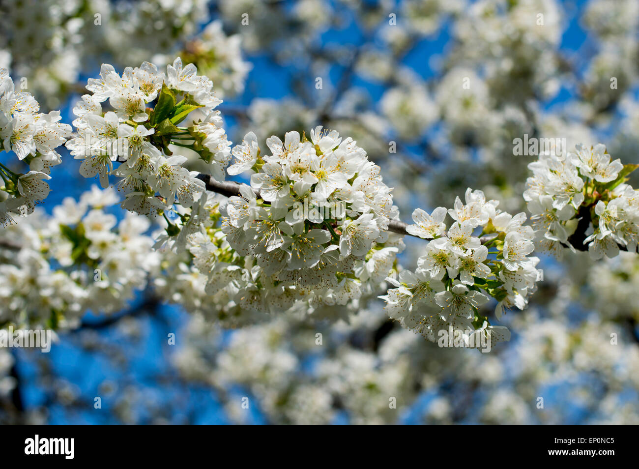 the blossoming sweet cherry branch Stock Photo - Alamy