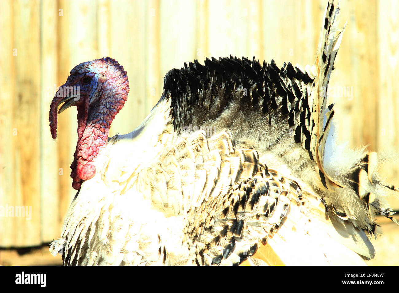 Big red nose hi-res stock photography and images - Alamy