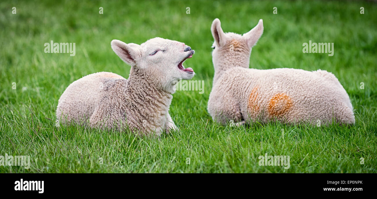 A young lamb yawns after waking from an afternoon nap Stock Photo - Alamy