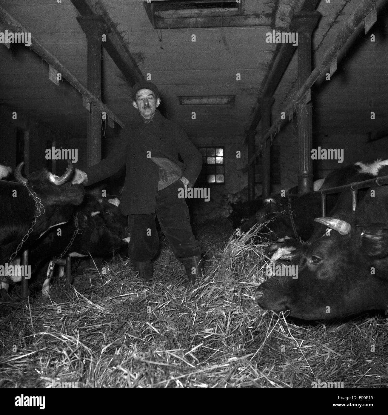 Stroh bauer hi-res stock photography and images - Alamy