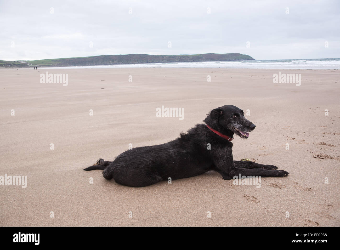 Crowded beach woolacombe in devon hi-res stock photography and images ...